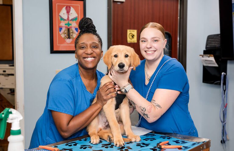 Veterinarian-Serving Partnership in Chicago, IL | Veterinarian Partners